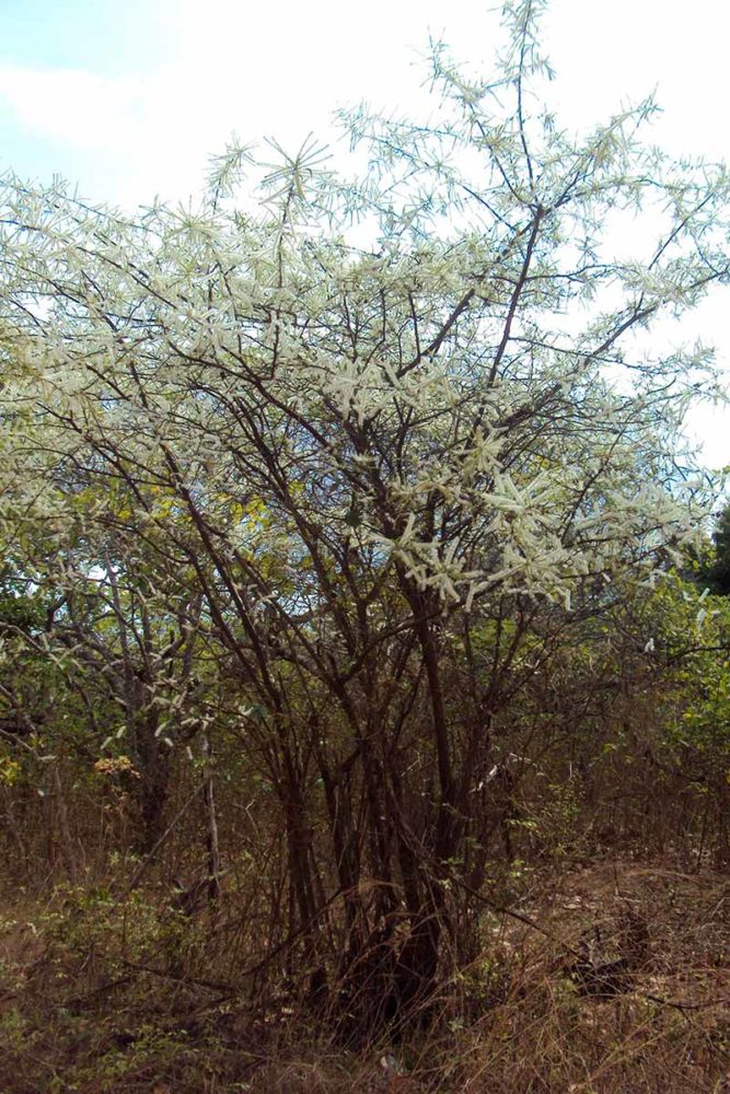 Jurema - Fazenda Boqueirão