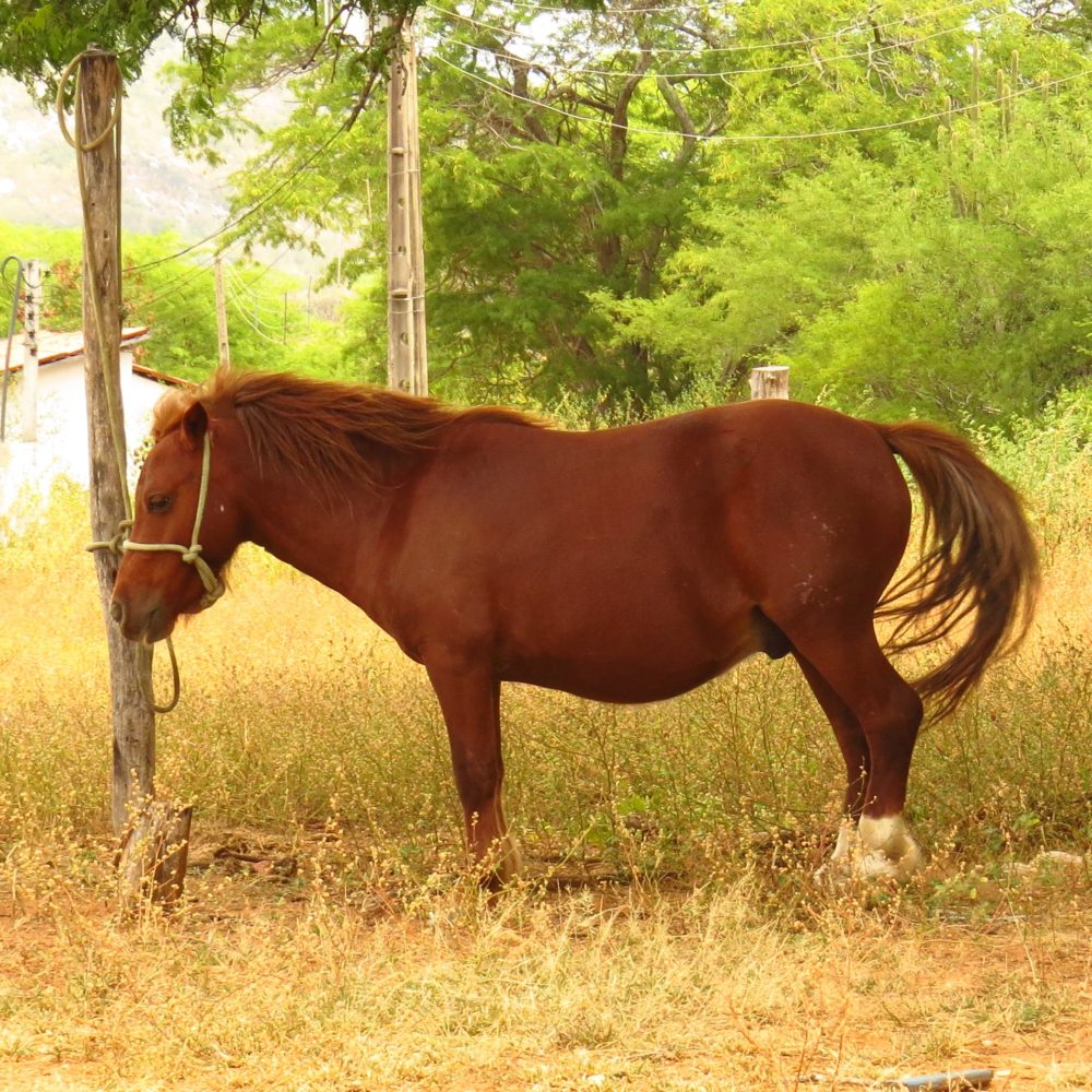 Pônei - Fazenda Boqueirão